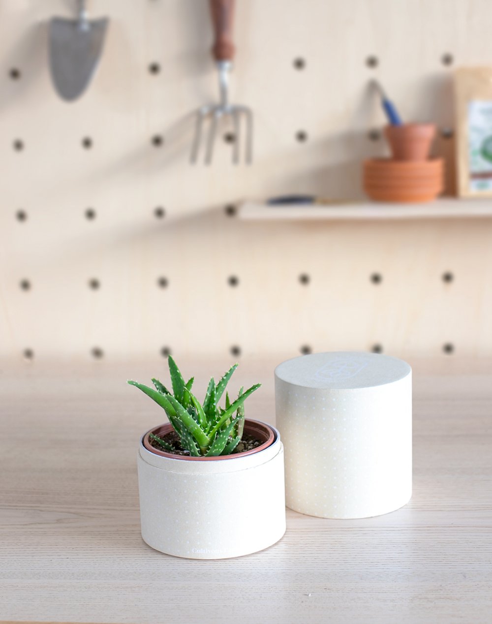 Coffret Plante : Aloe Concinna