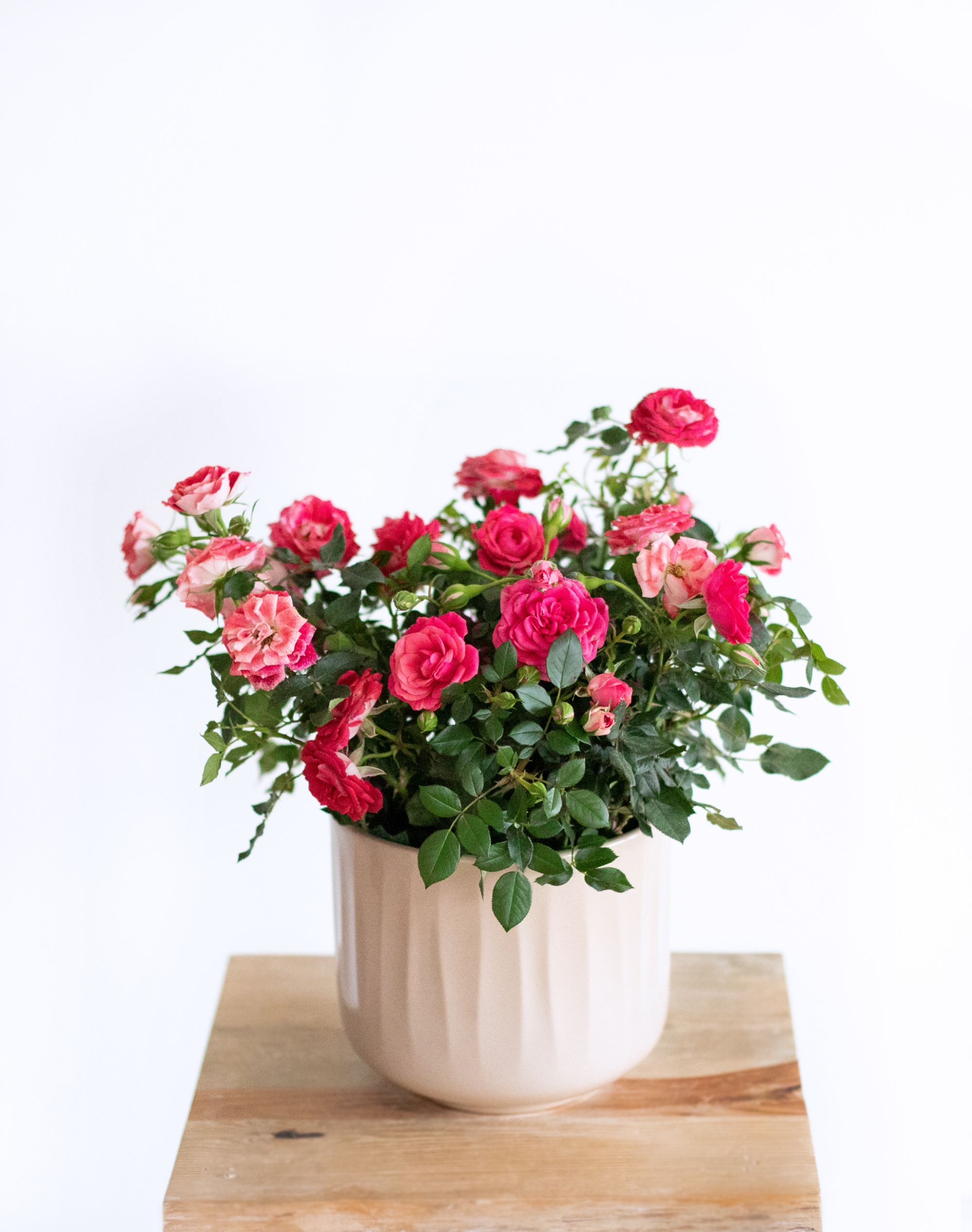 Rosier rose en pot et sa céramique