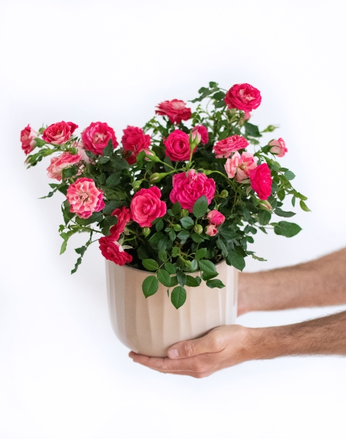 Rosier rose en pot et sa céramique