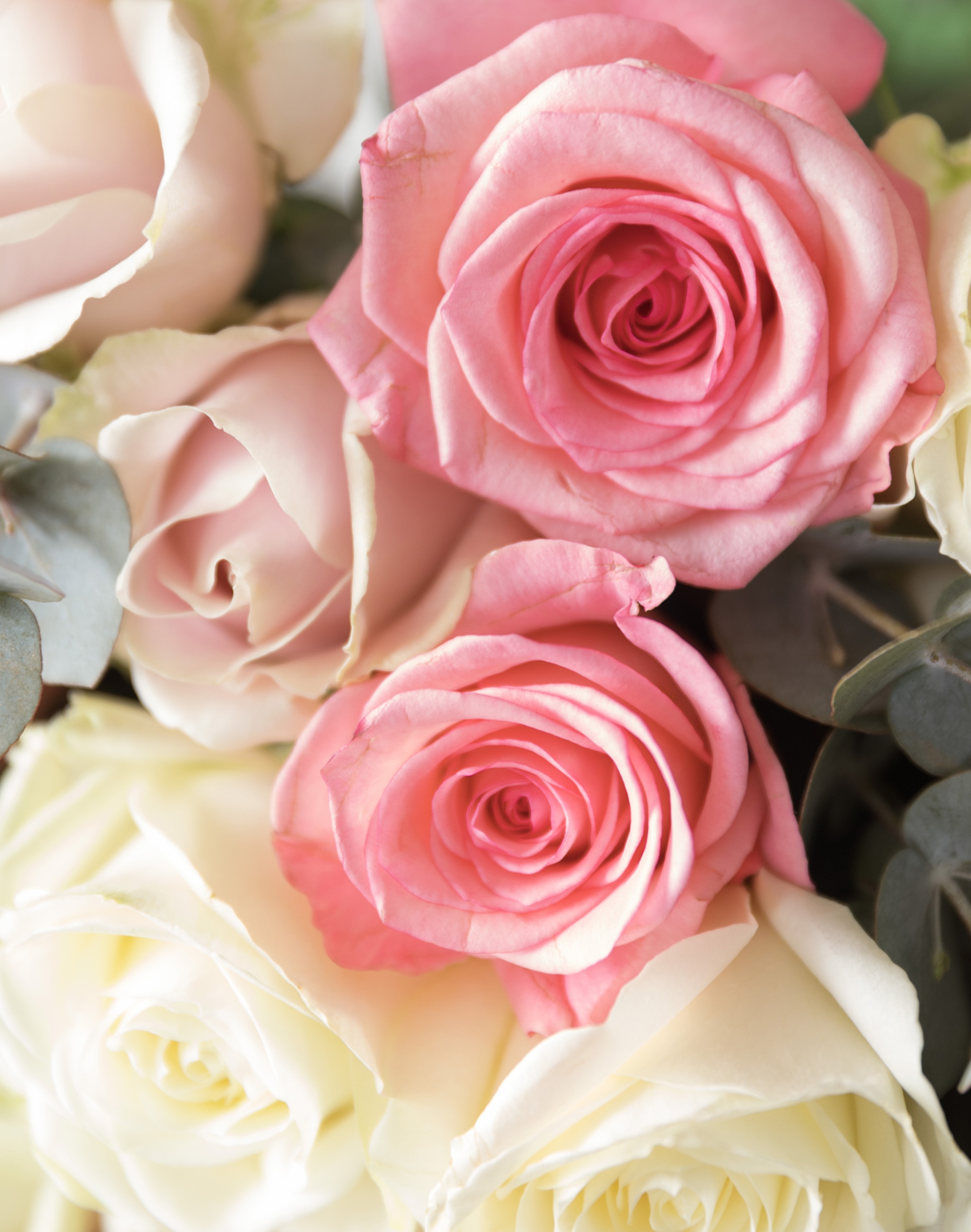 Bouquet de 20 Roses - Pastel - Beaucoup – Bouquet de Roses - Pastel